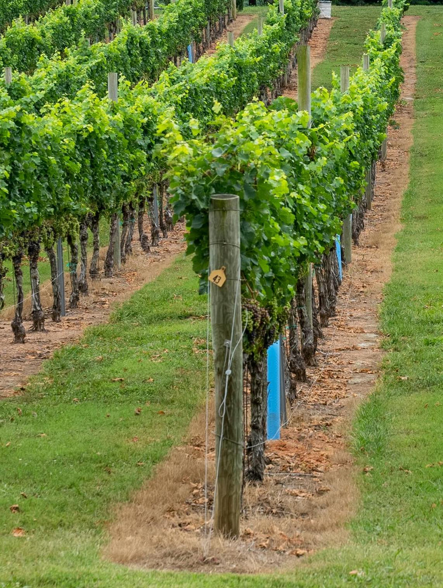 CCK Outfitters the Ear Tag Co - All things livestock identification